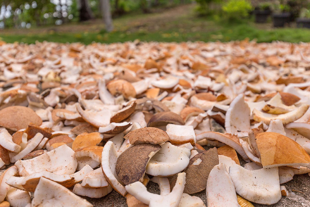 Making the Case for Coconut Oil: The Eco-Friendly Alternative to Palm ...